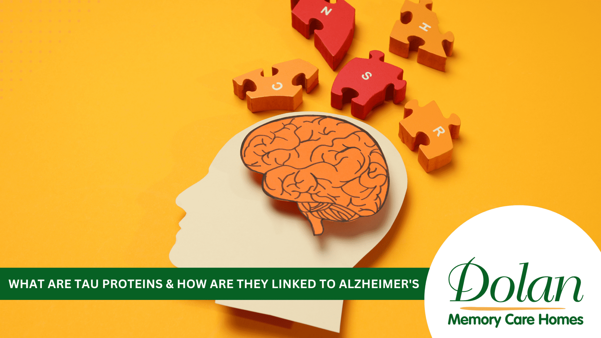 What Are Tau Proteins & How Are They Linked To Alzheimer's | Dolan ...